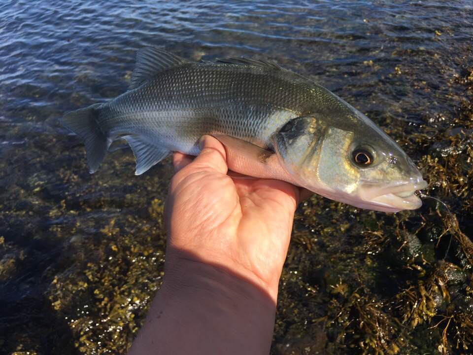 Zeebaars - Fishtic.com